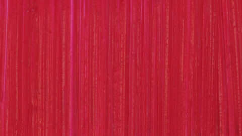 NEW | Opera Rose (No. 247) | Michael Harding